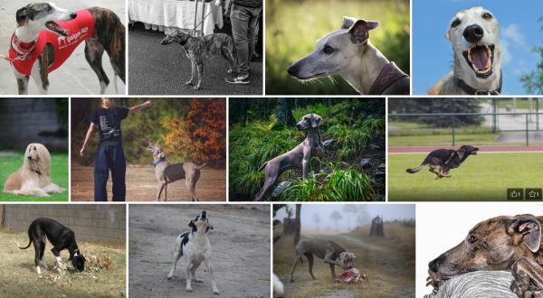 Chien de race Lévrier Anglais Greyhound