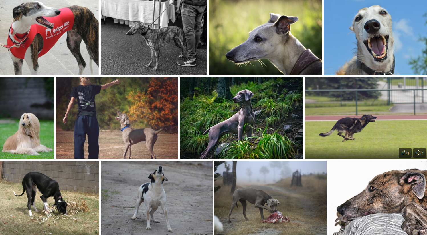 Chien de race Lévrier Anglais Greyhound