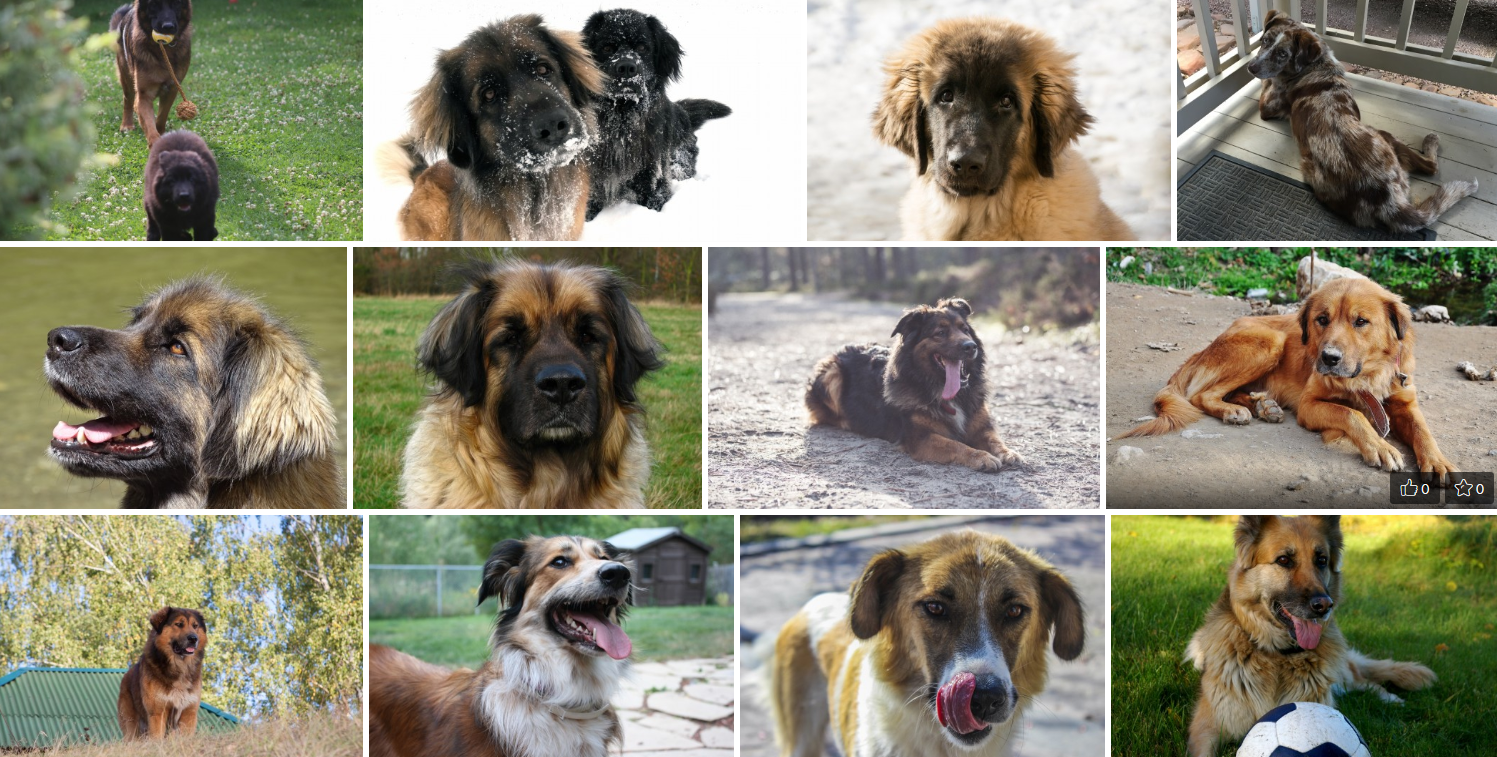 Chien de race Leonberg